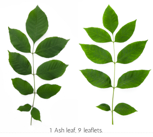 What You Need to Know About Emerald Ash Borer | EAB Guide