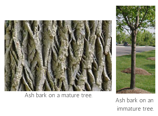 What You Need to Know About Emerald Ash Borer | EAB Guide