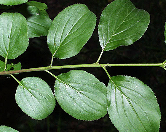 Common Buckthorn: An Egological Threat | Tips